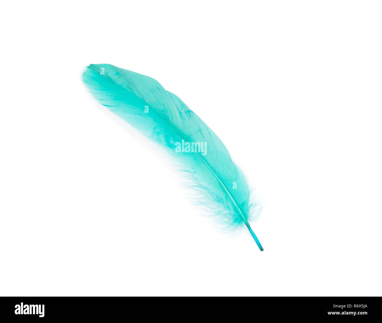 Teal feather Cut Out Stock Images & Pictures - Alamy