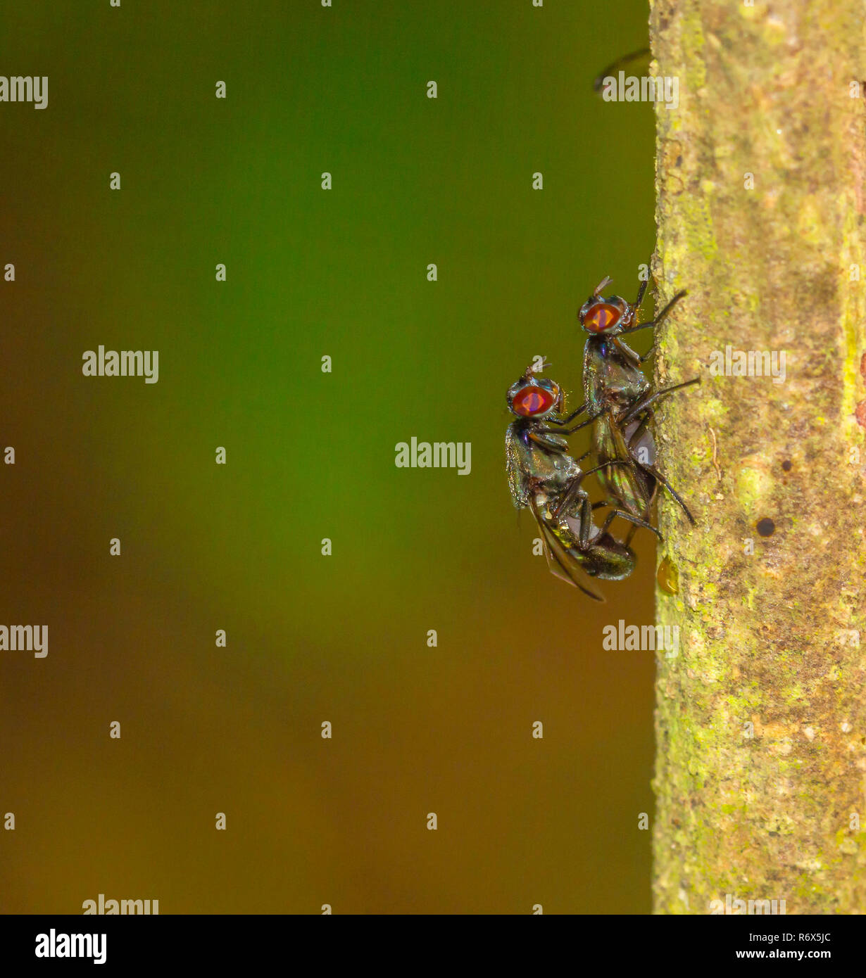 Monkey mating hi-res stock photography and images - Alamy