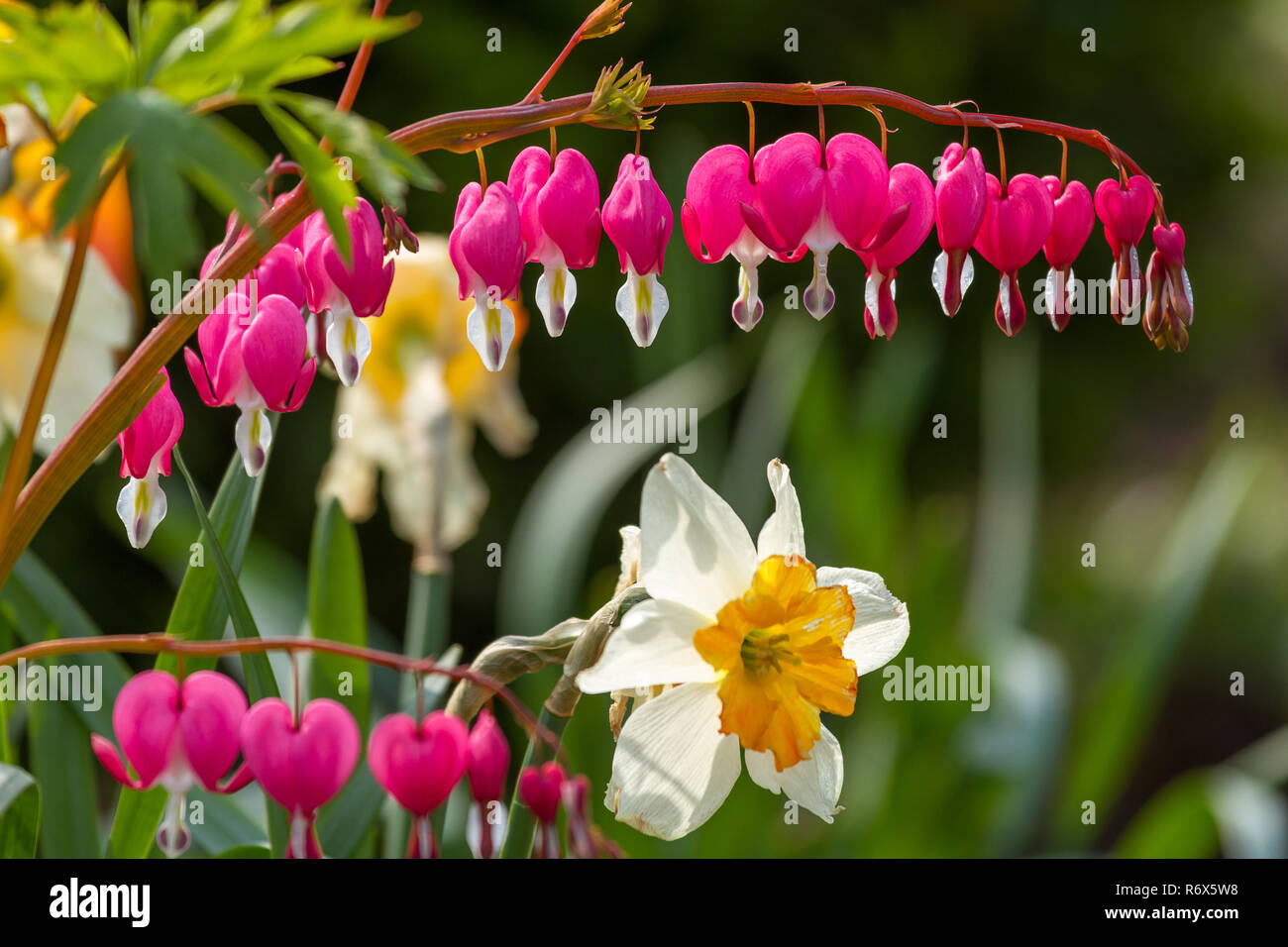 Heart shaped flowers in the garden Stock Photo - Alamy