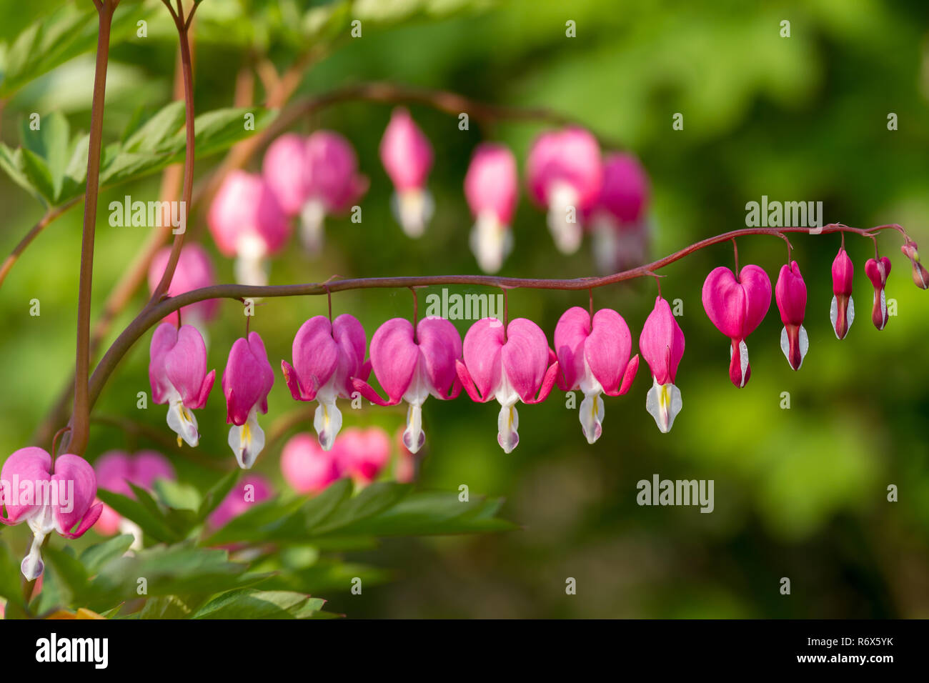 Heart shaped flowers in the garden Stock Photo - Alamy