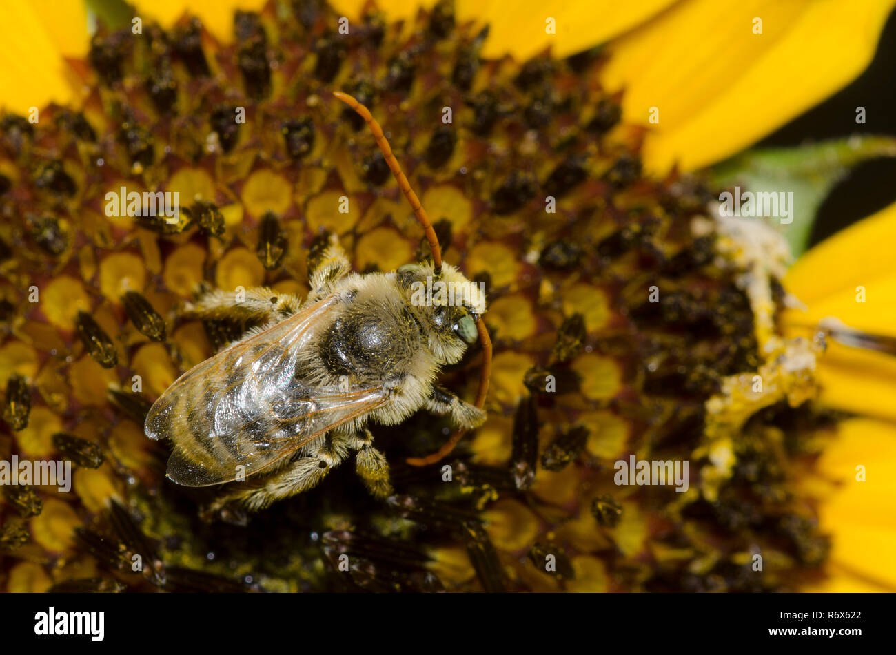 Long Horned Bee High Resolution Stock Photography and Images - Alamy