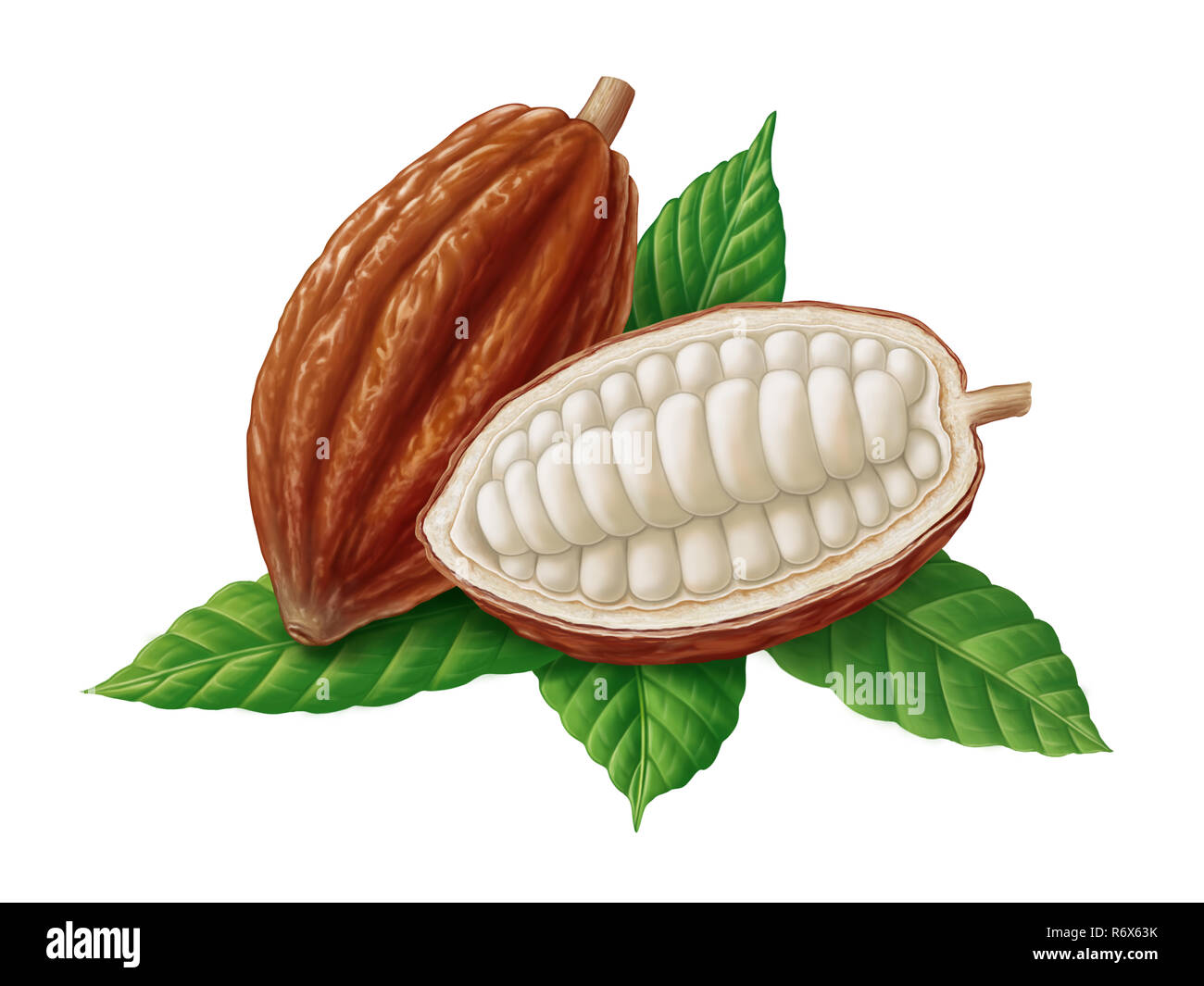 Cocoa beans and leaves illustration, digital painting Stock Photo - Alamy