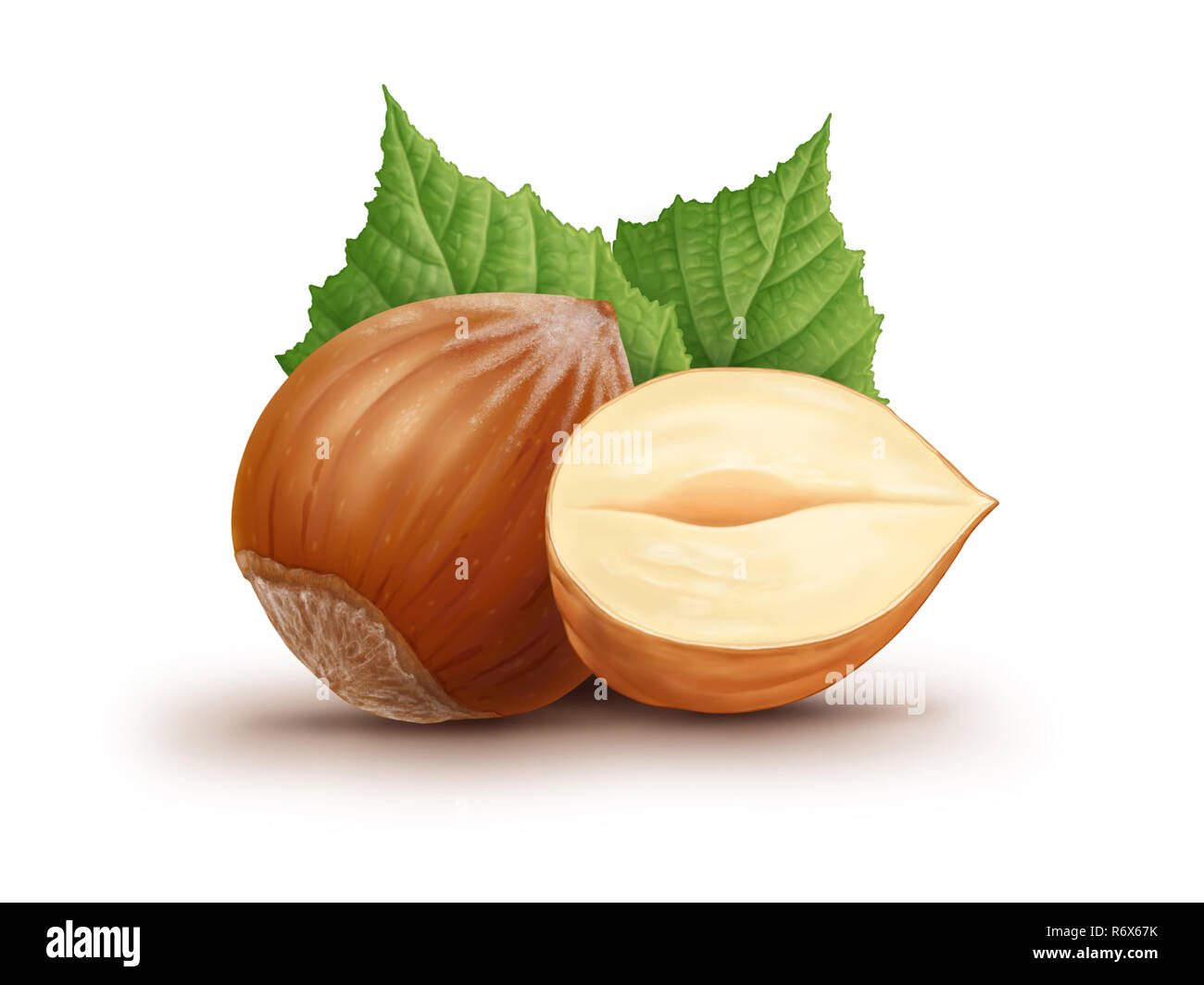 Hazelnuts and leaves illustration, digital painting Stock Photo - Alamy
