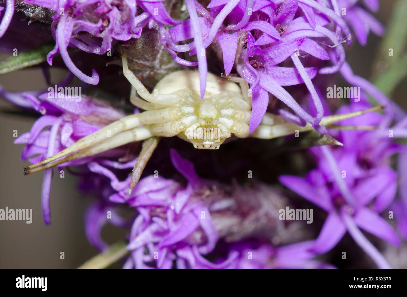 Star spider hi-res stock photography and images - Alamy