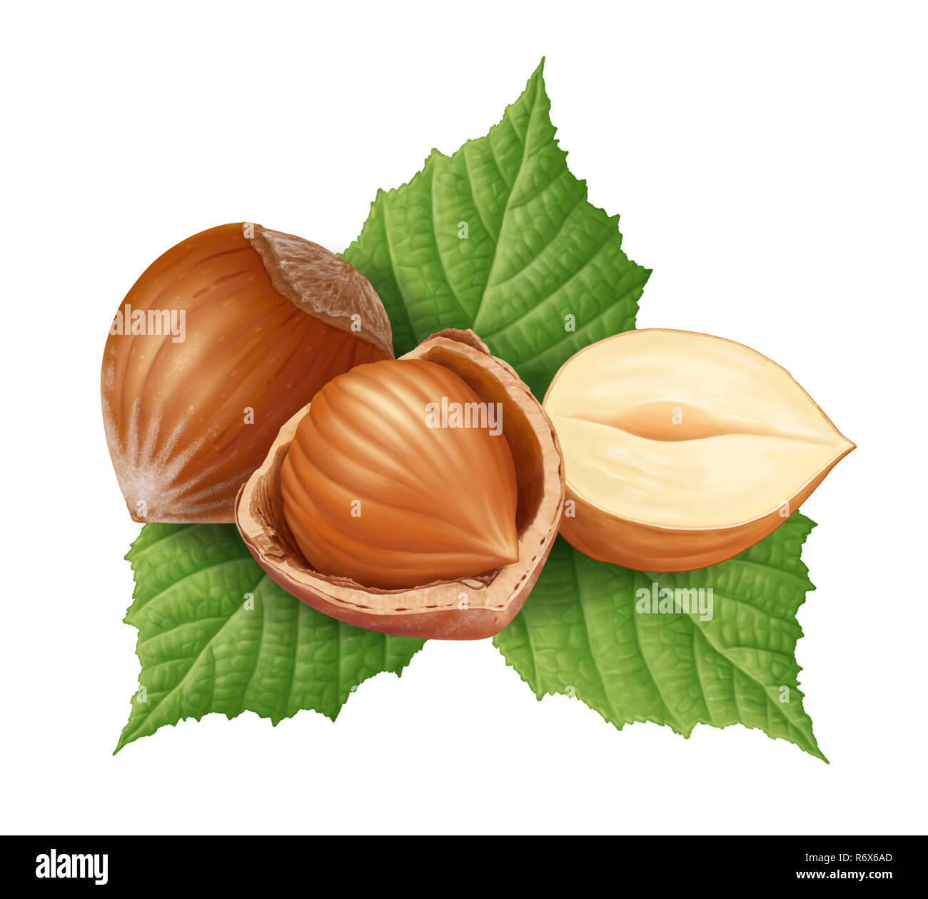 Hazelnuts and leaves illustration, digital painting Stock Photo - Alamy