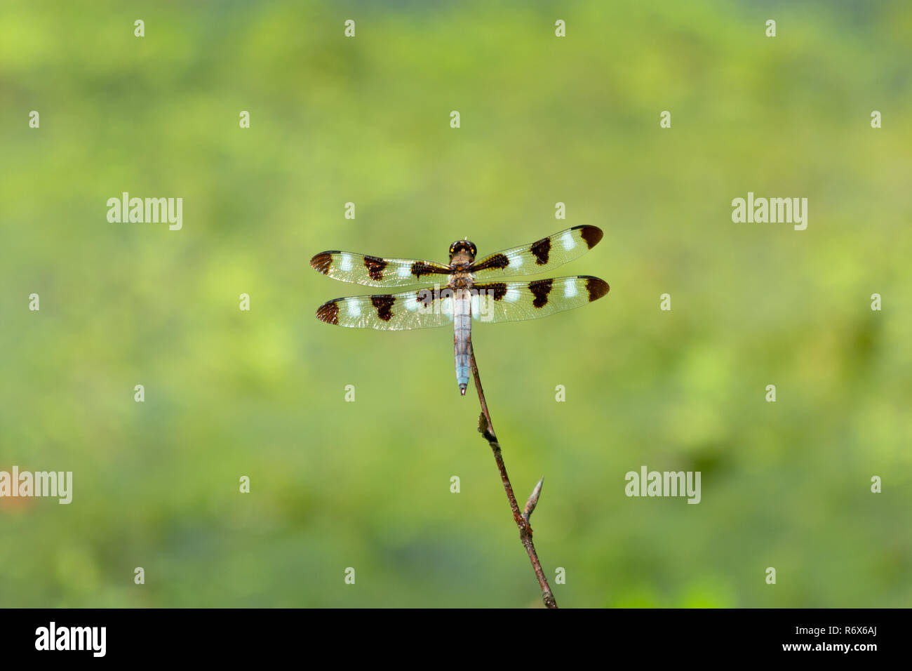 A dragonfly resting on the end of a small branch. Demarest Kill County ...