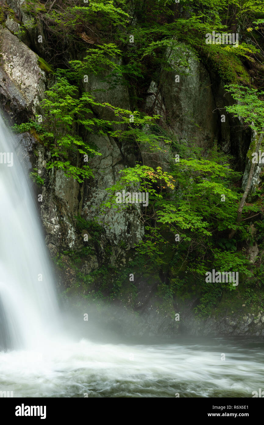 Trees and vegetation growing out of the rocks along Bash Bish Brook ...