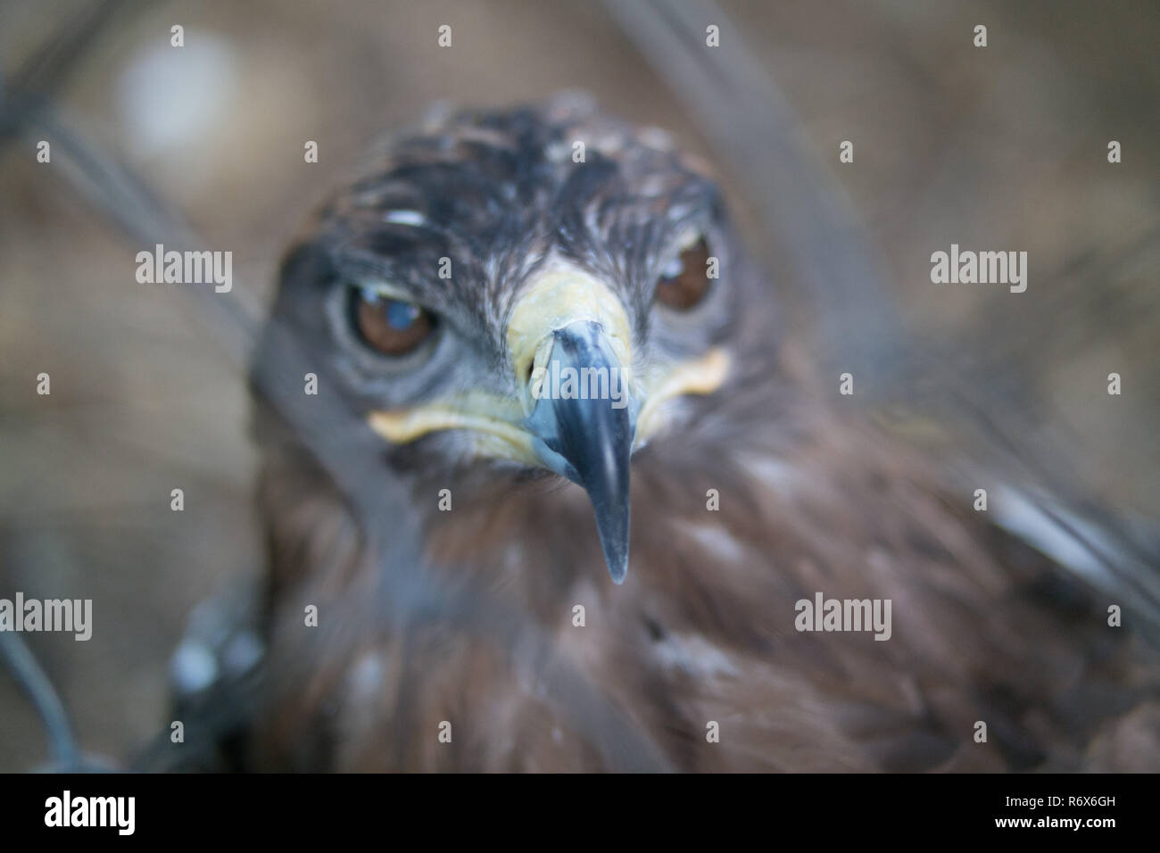 Eagle's head close up behind the zoo cage Stock Photo - Alamy