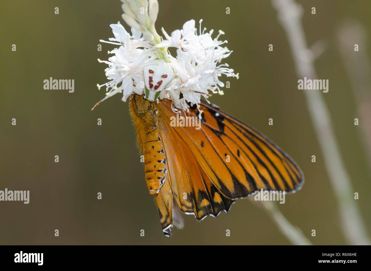 False spider crab hi-res stock photography and images - Alamy