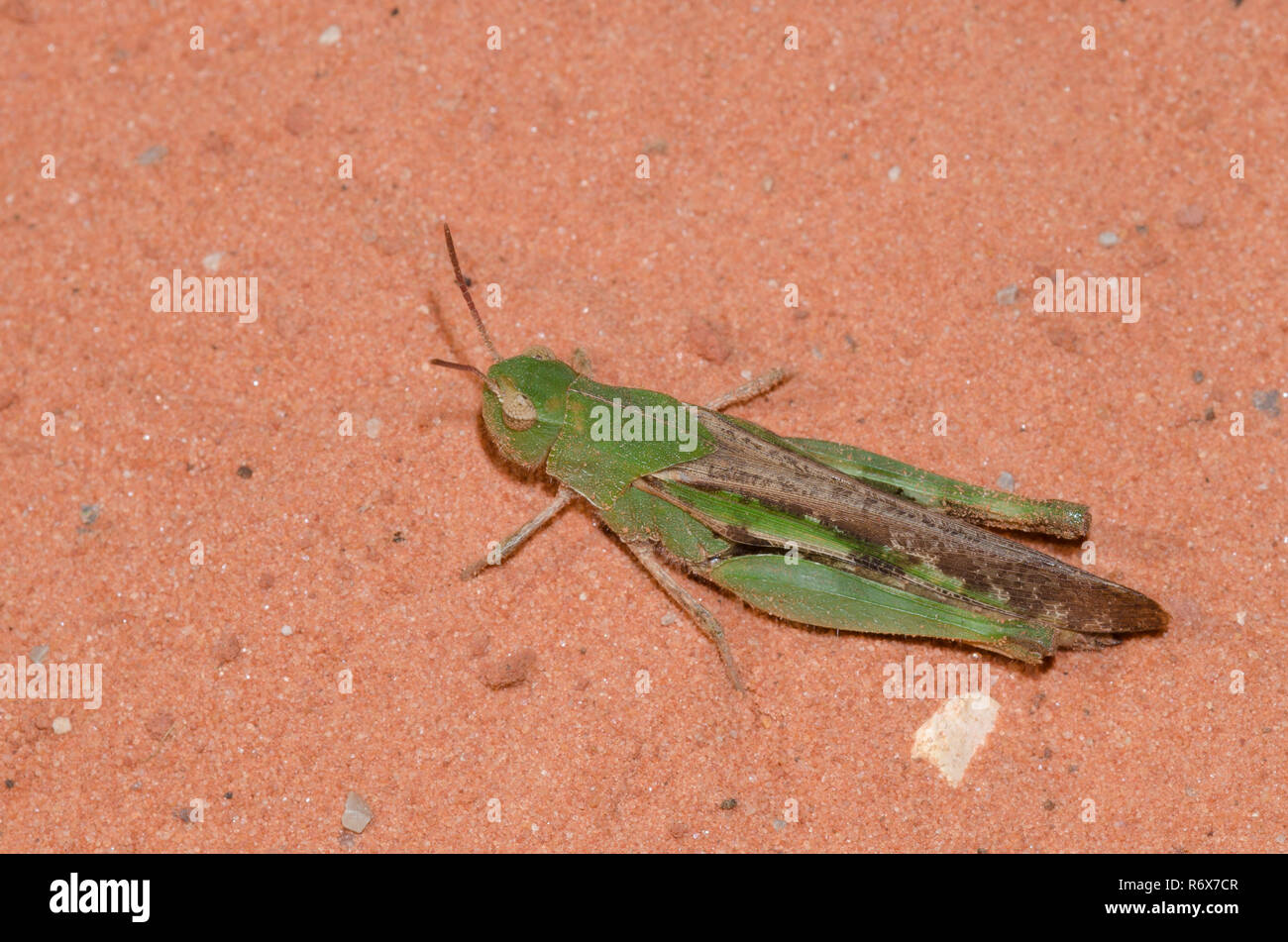 Northern Green-striped Grasshopper, Chortophaga viridifasciata, female ...