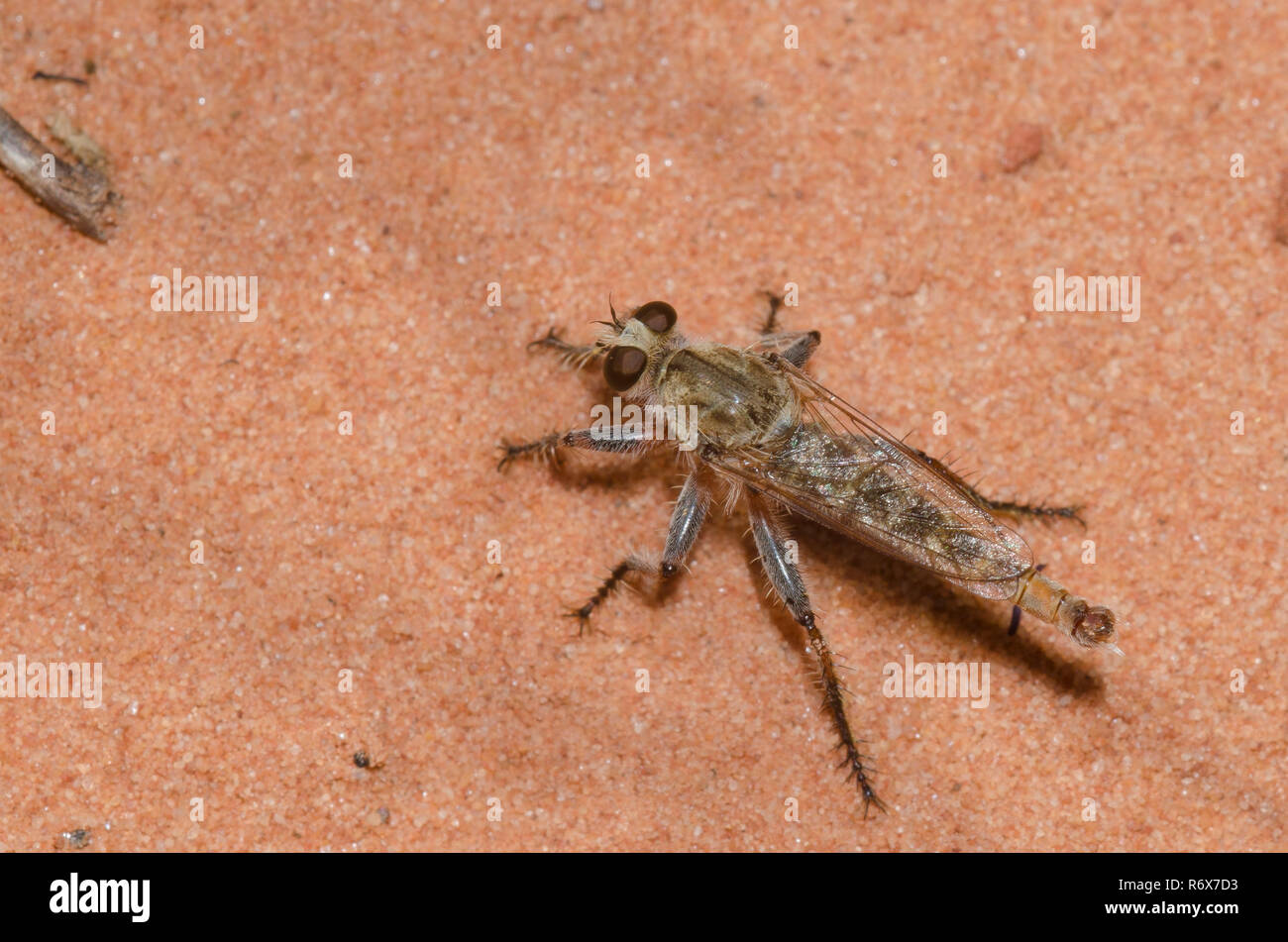 Proctacanthella sp hi-res stock photography and images - Alamy