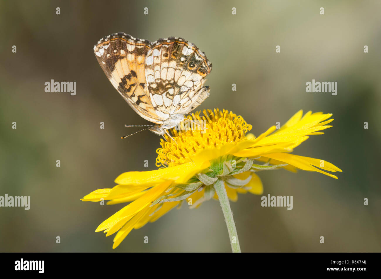 Silvery Checkerspot, Chlosyne nycteis, on Golden Crownbeard, Verbesina ...