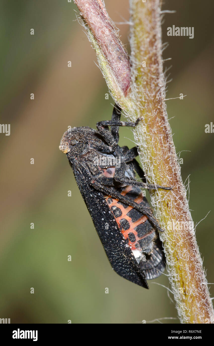Planthopper hi-res stock photography and images - Alamy