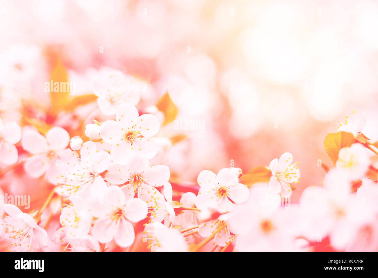 Coral close white texture hi-res stock photography and images - Alamy