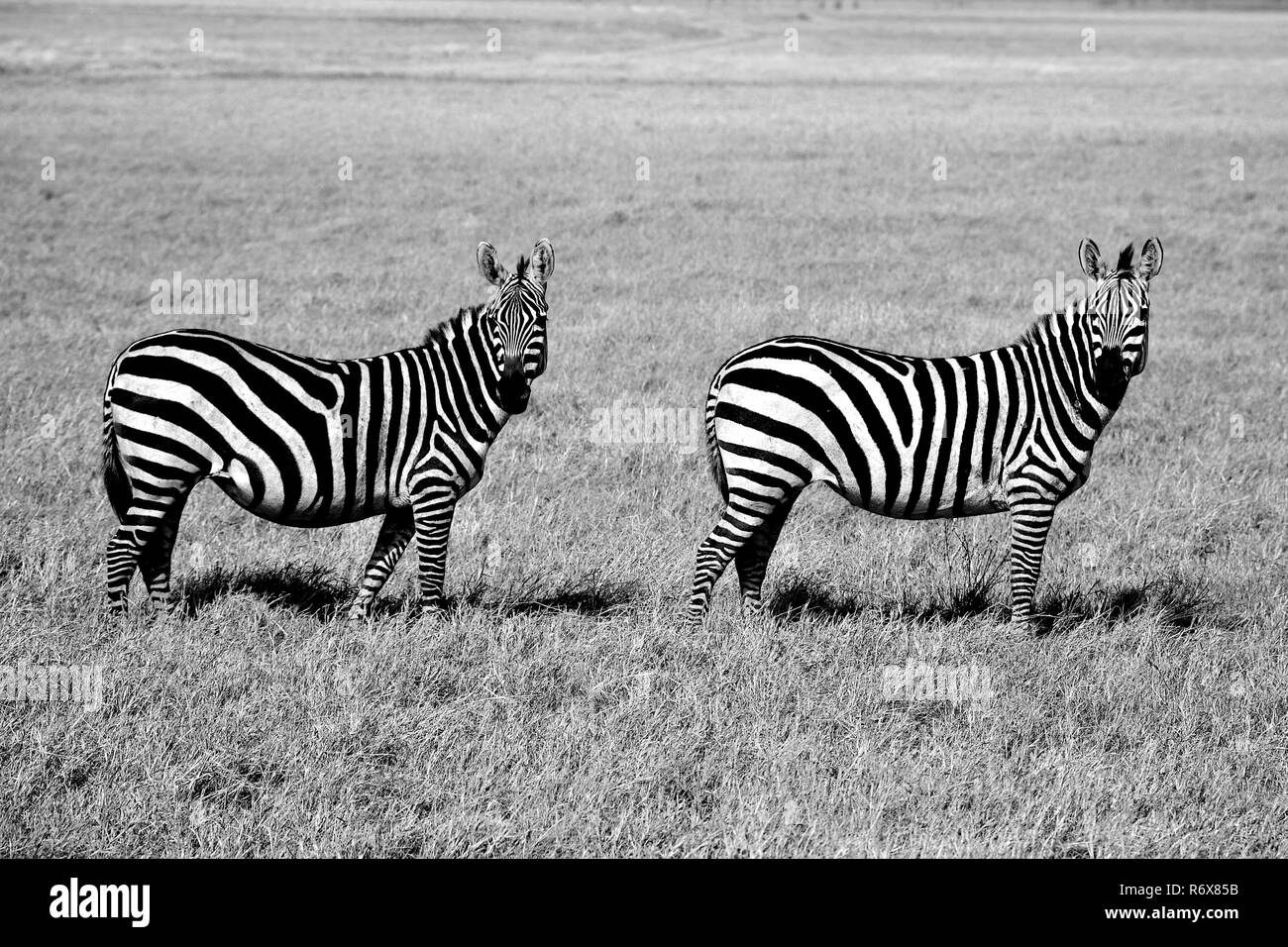 Zebras mating hi-res stock photography and images - Alamy