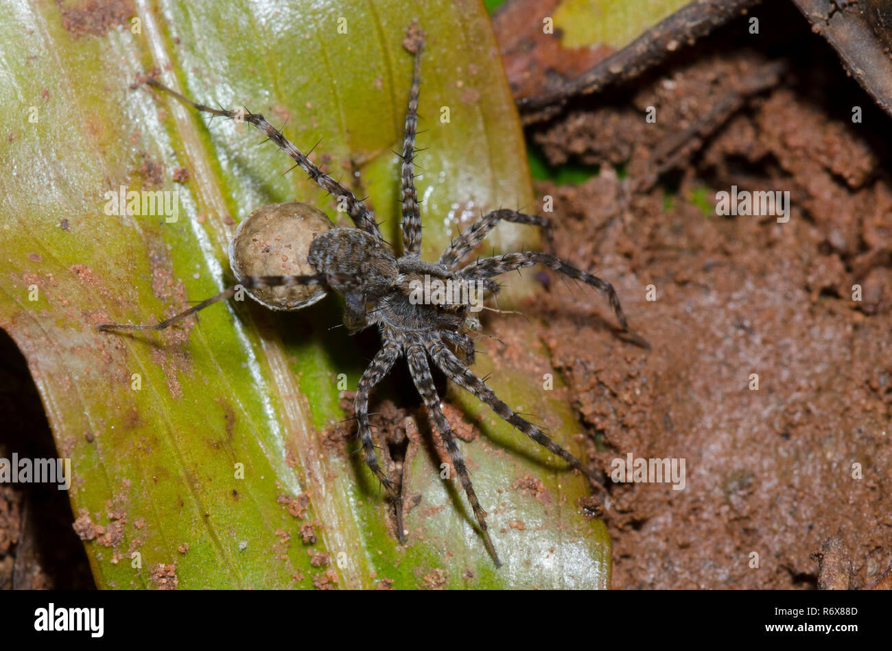 Thinlegged Wolf Spider, Pardosa sp., female with egg case and feeding ...