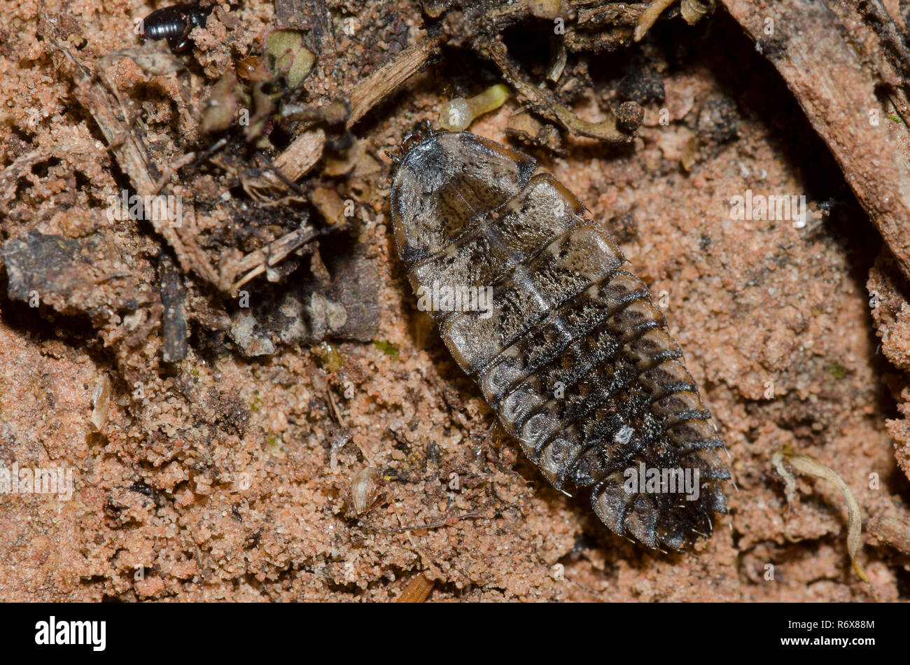 Firefly larva hi-res stock photography and images - Alamy