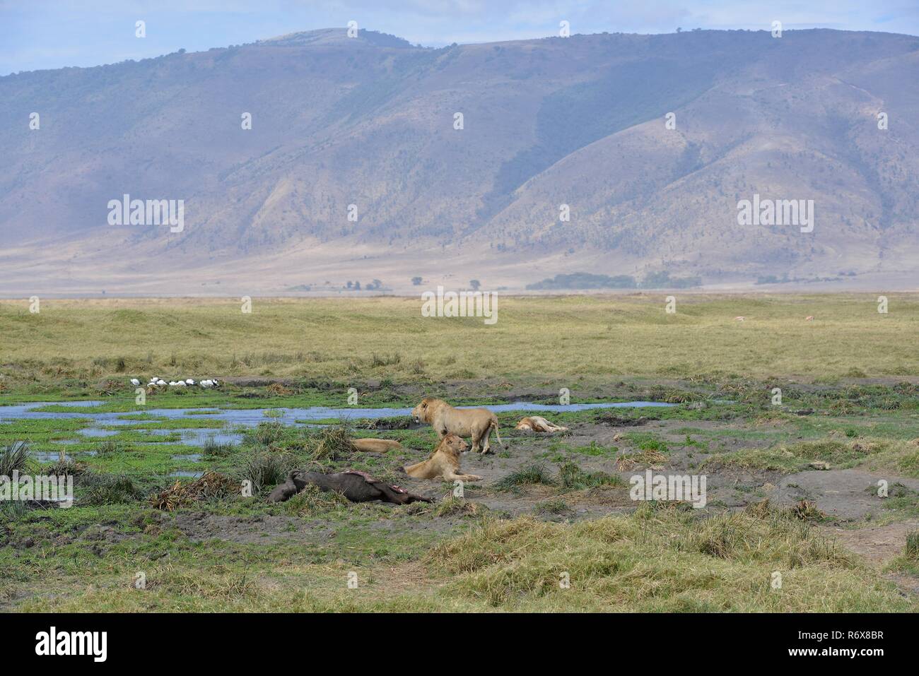 Animals of ngorongoro crater hi-res stock photography and images - Alamy