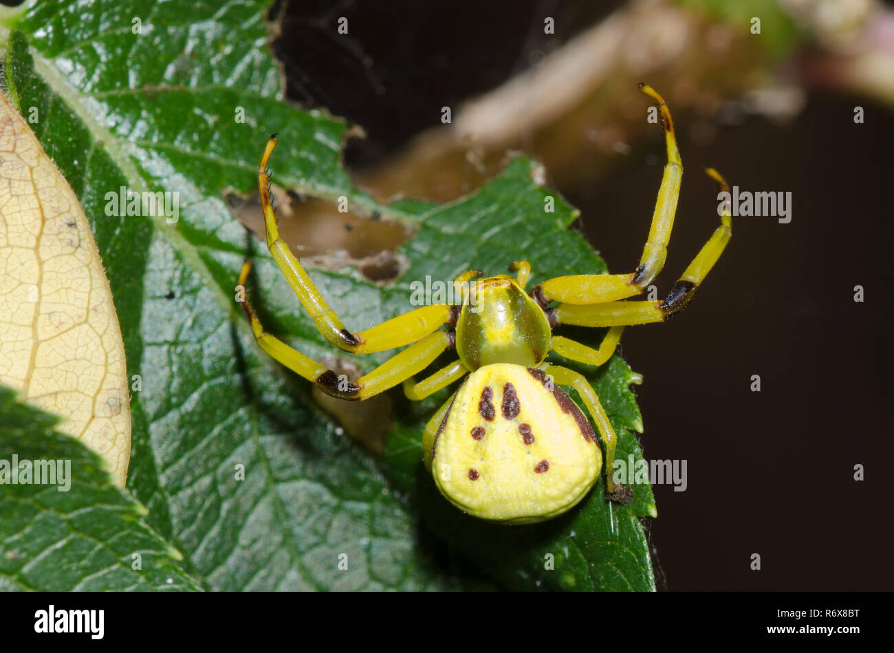 Whitebanded Crab Spider, Misumenoides formosipes Stock Photo - Alamy