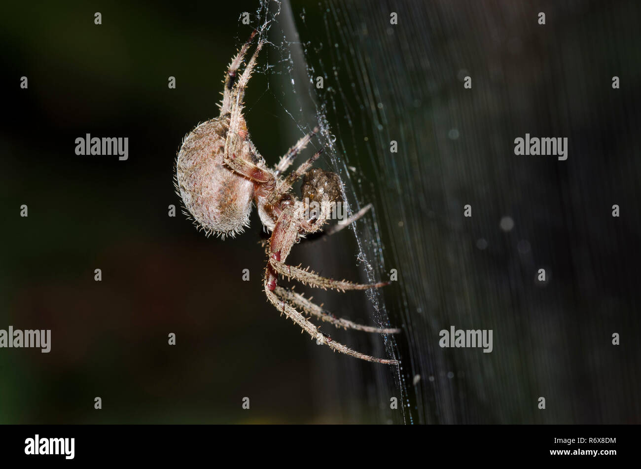 Spotted Orbweaver, Neoscona sp., with prey Stock Photo - Alamy