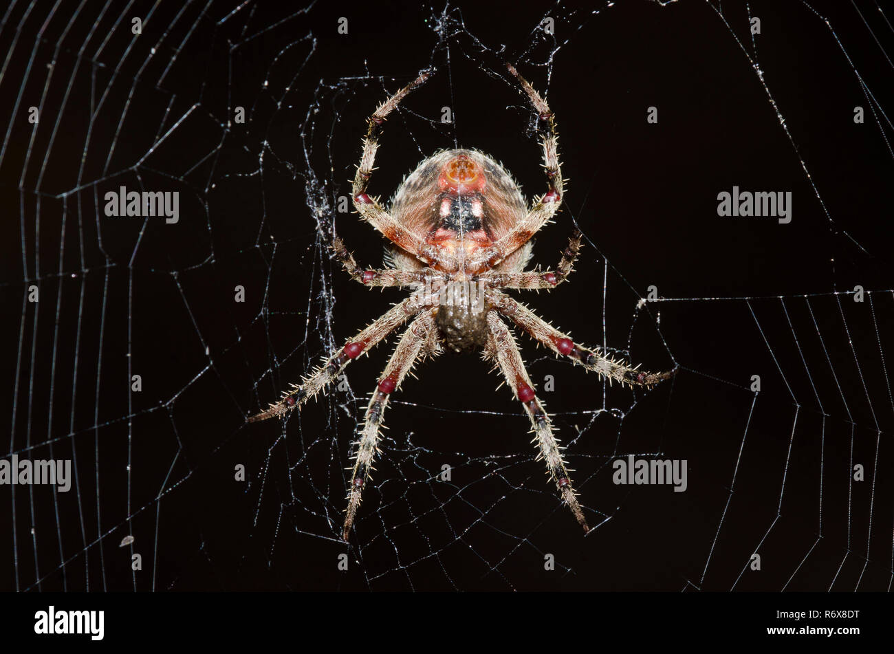 Spotted Orbweaver, Neoscona sp., with prey Stock Photo - Alamy