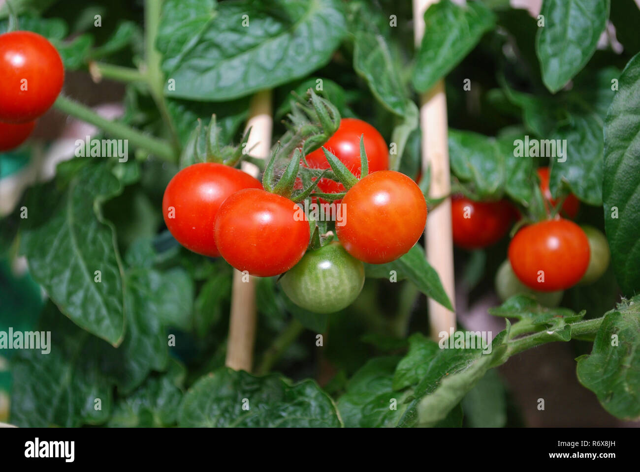 Small vegetable leaf hi-res stock photography and images - Alamy