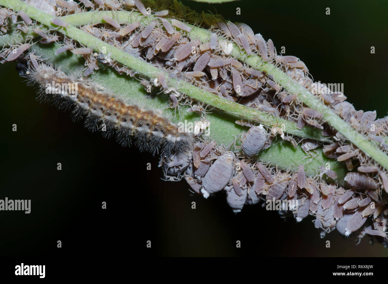 Harvester, Feniseca tarquinius, larva feeding on Woolly Maple Aphids ...