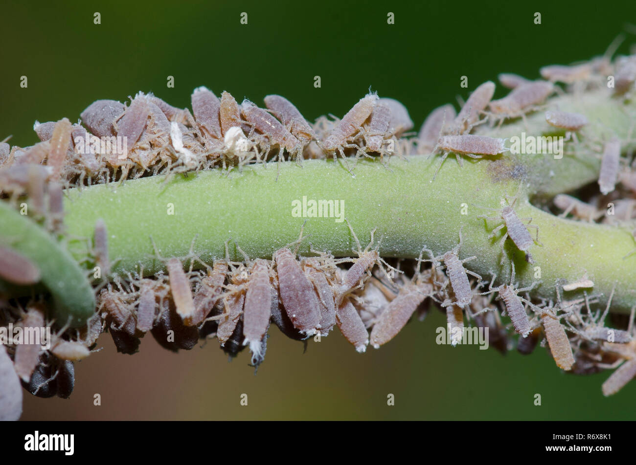 Woolly Maple Aphids, Neoprociphilus aceris, on bristly greenbrier ...