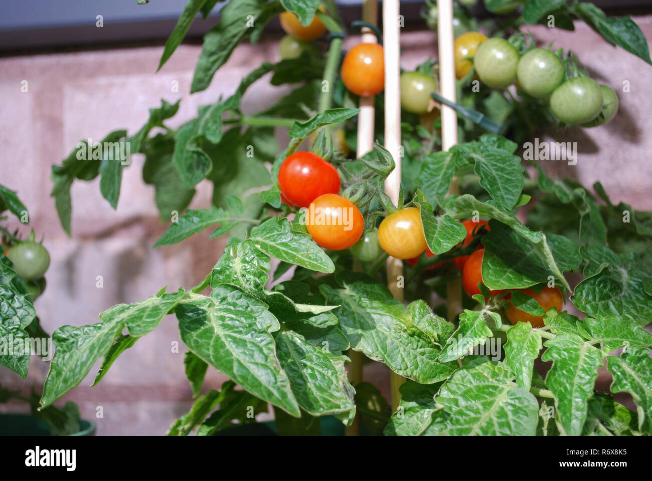 Small vegetable leaf hi-res stock photography and images - Alamy