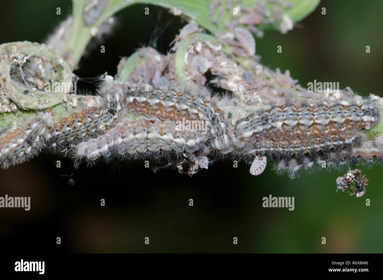 Harvester, Feniseca tarquinius, larva feeding on Woolly Maple Aphids ...