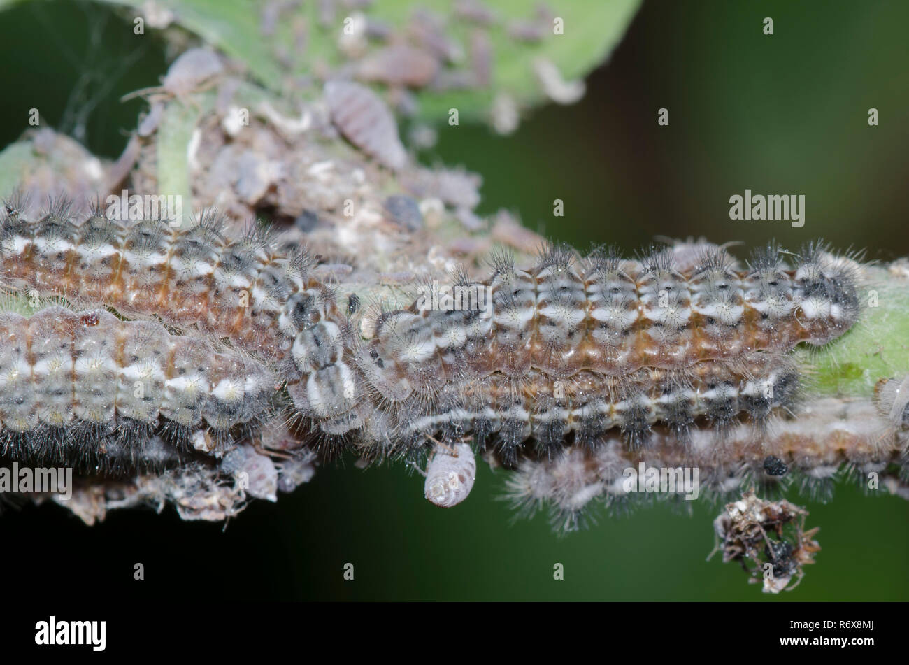 Harvester, Feniseca tarquinius, larva feeding on Woolly Maple Aphids ...