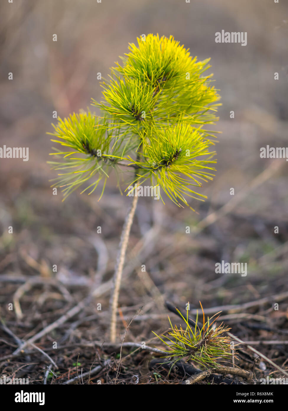 Very small pine tree in the forest Stock Photo - Alamy