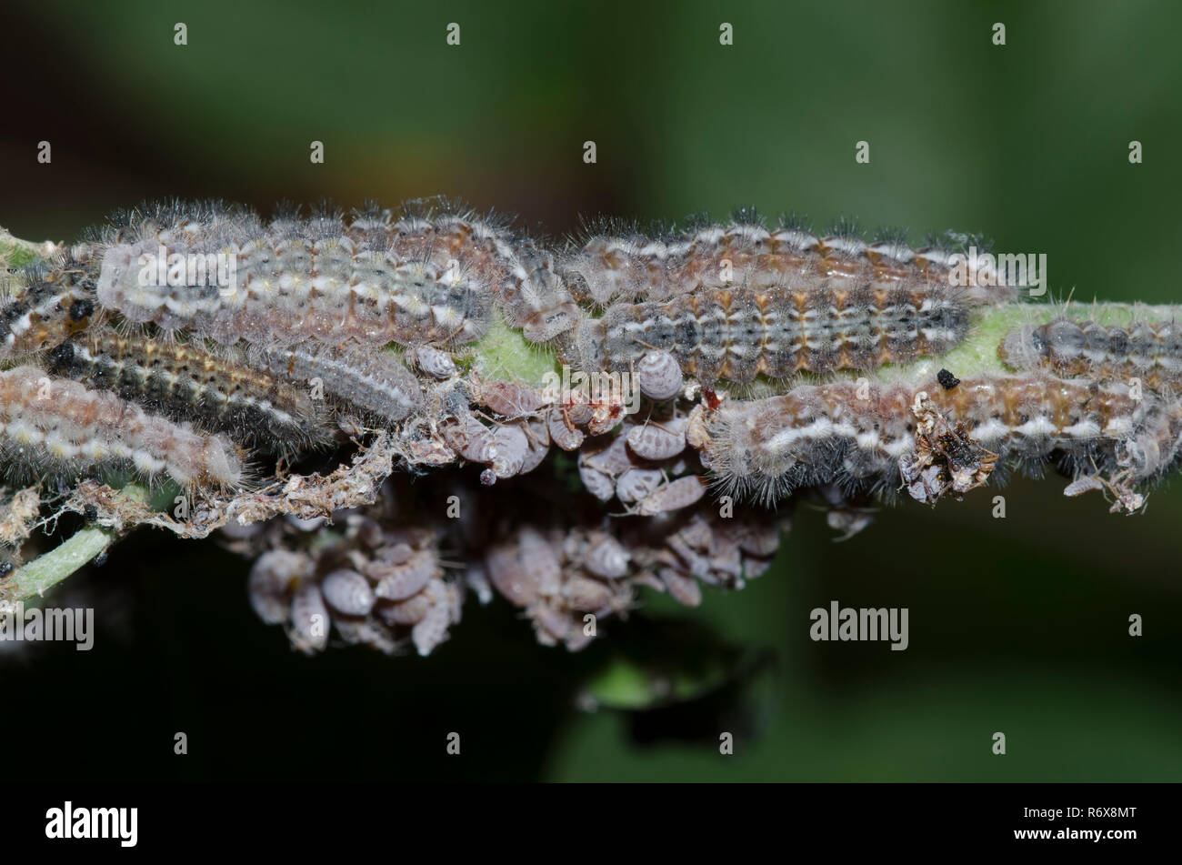 Harvester, Feniseca tarquinius, larva feeding on Woolly Maple Aphids ...