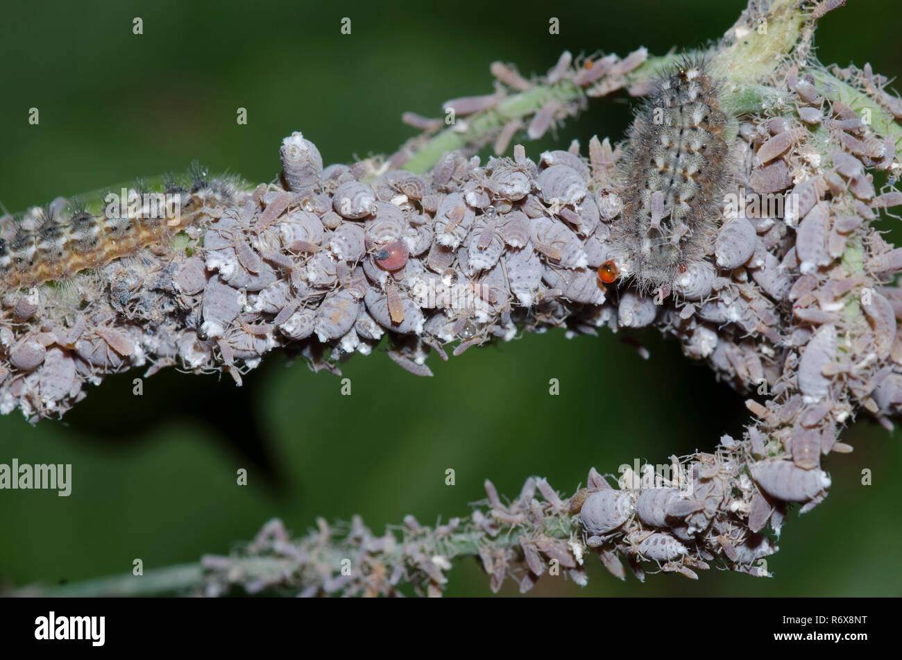 Harvester, Feniseca tarquinius, larva feeding on Woolly Maple Aphids ...
