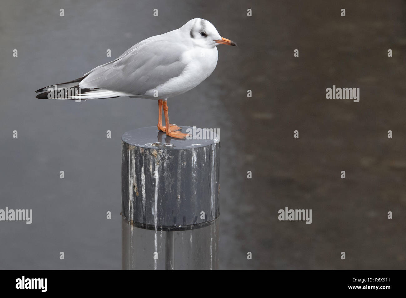 Gull poo hi-res stock photography and images - Alamy