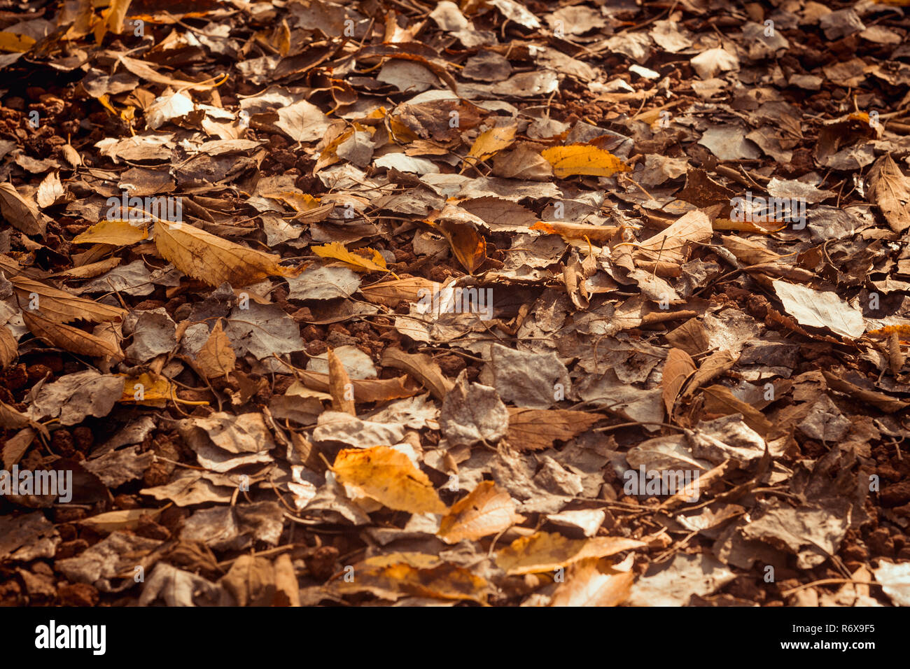 Autumn leaves on the ground. Fall background concept. Maple, red ...