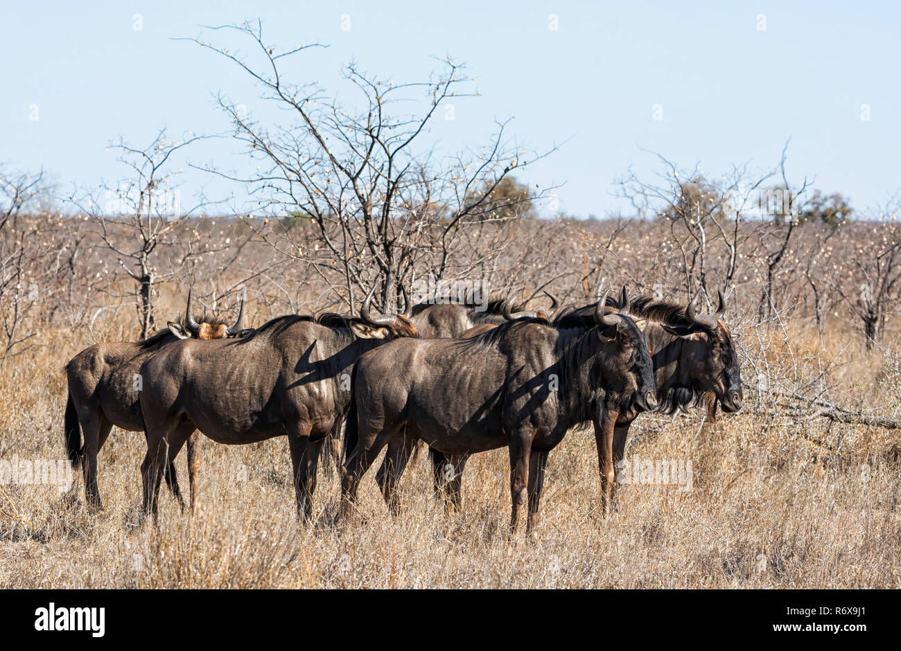 A group of Blue Wildebeest in Southern African savanna Stock Photo - Alamy