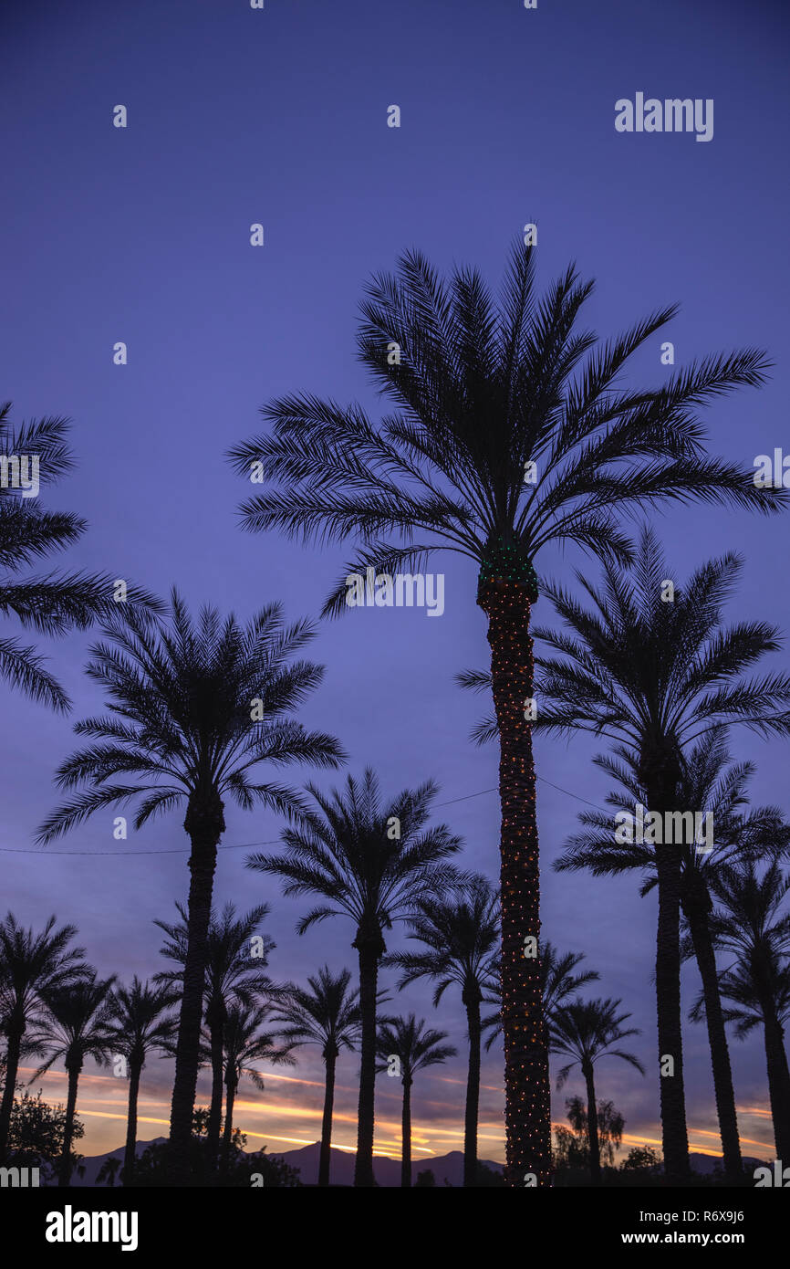 Palm trees covered in holiday lights at sunset Stock Photo - Alamy