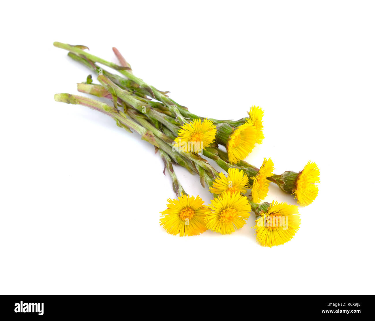 Coltsfoot flowers isolated Stock Photo - Alamy