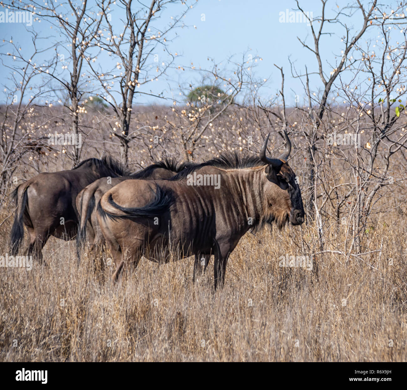 A group of Blue Wildebeest in Southern African savanna Stock Photo - Alamy