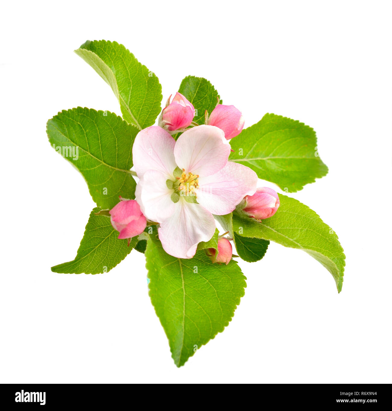 Branch apple tree blossoming hi-res stock photography and images - Alamy