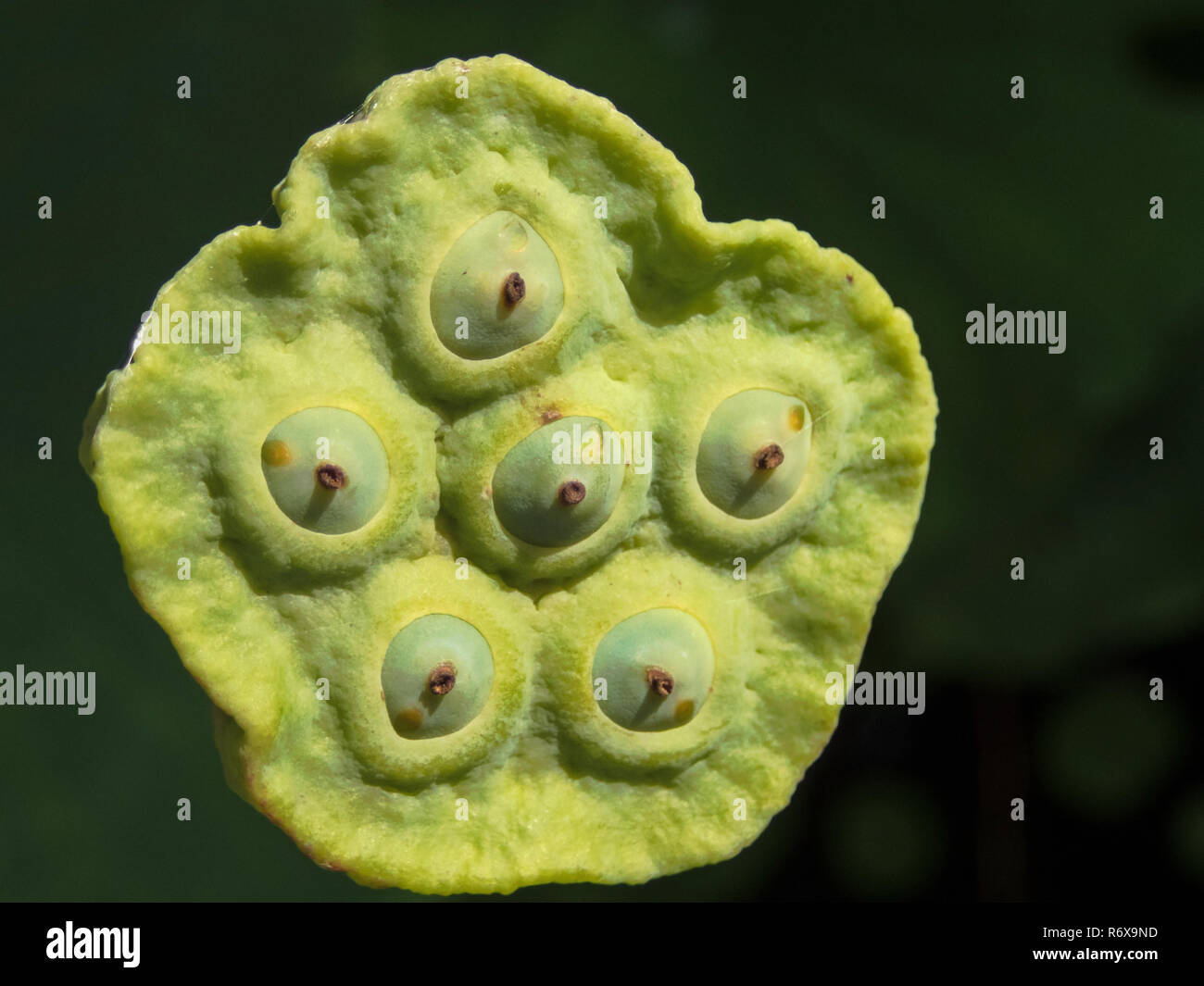 Close up details of an aquatic plant called a lotus pod with a dark ...