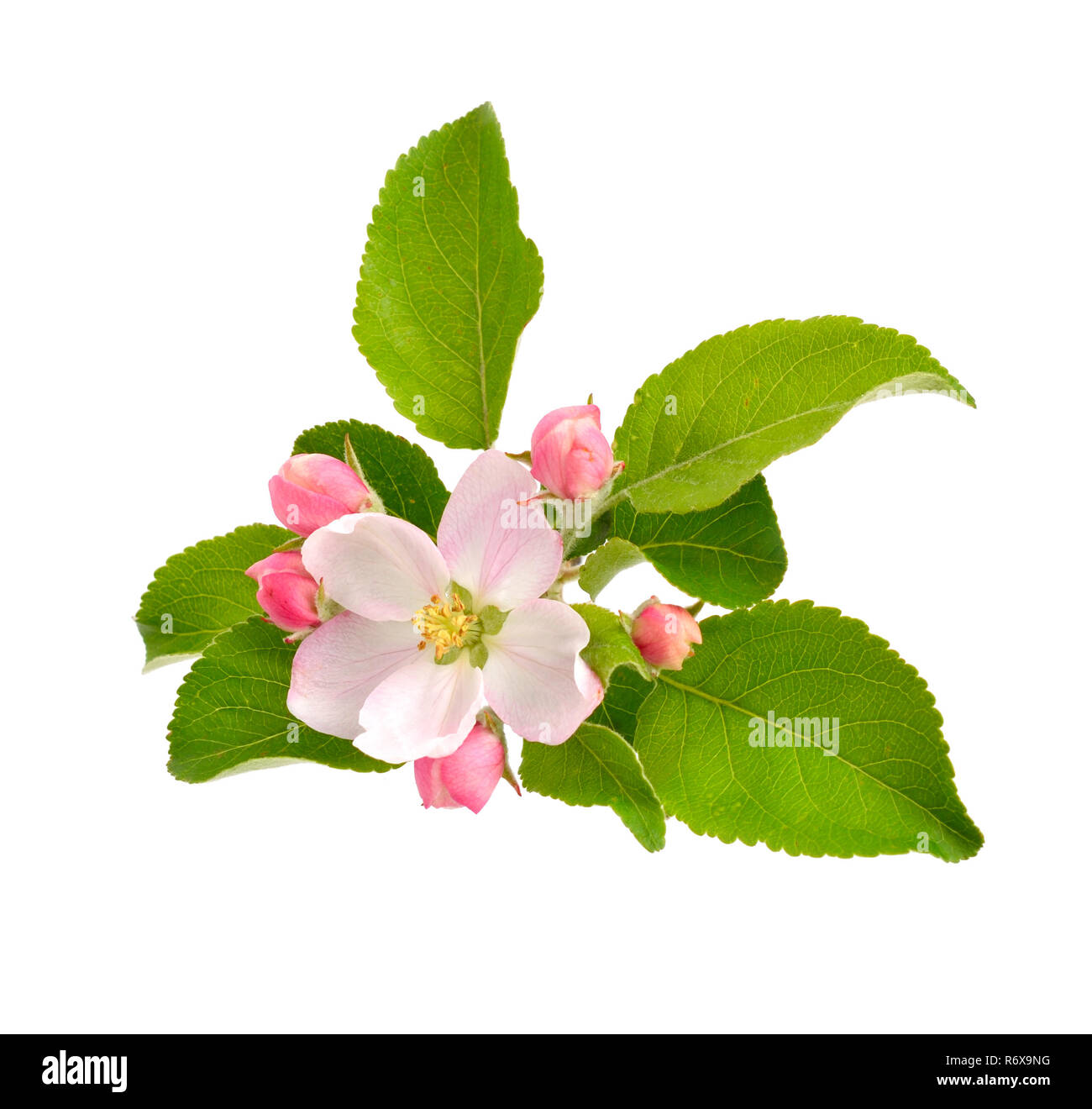 Apple tree isolated fruit hi-res stock photography and images - Alamy