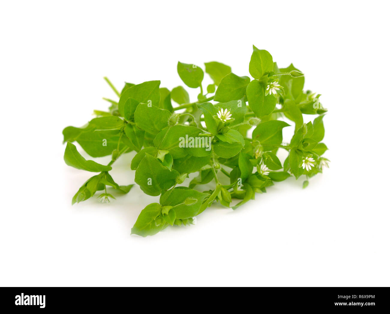Green color flowers Cut Out Stock Images & Pictures - Alamy
