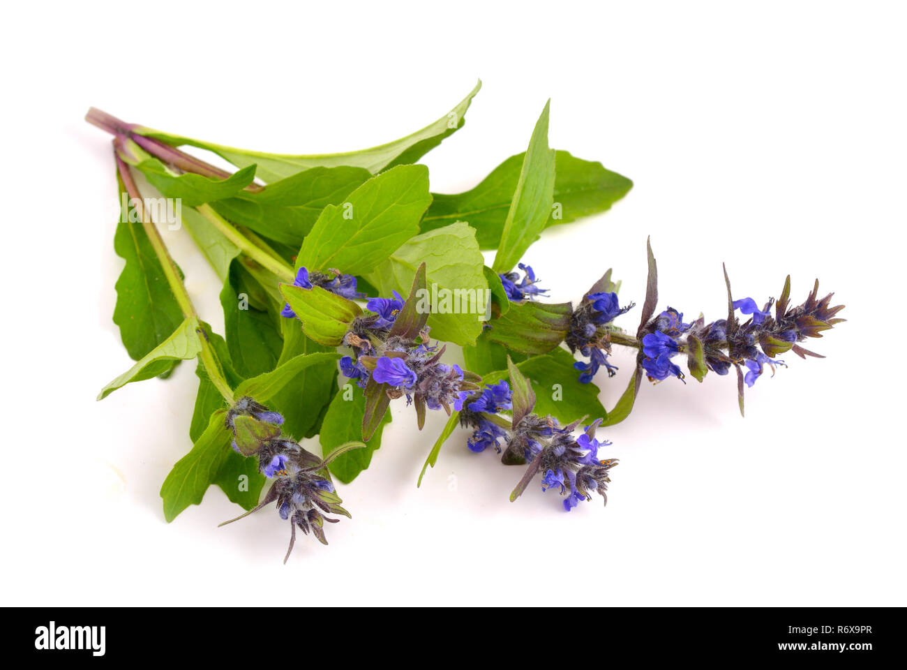 Bugle flowers hi-res stock photography and images - Alamy