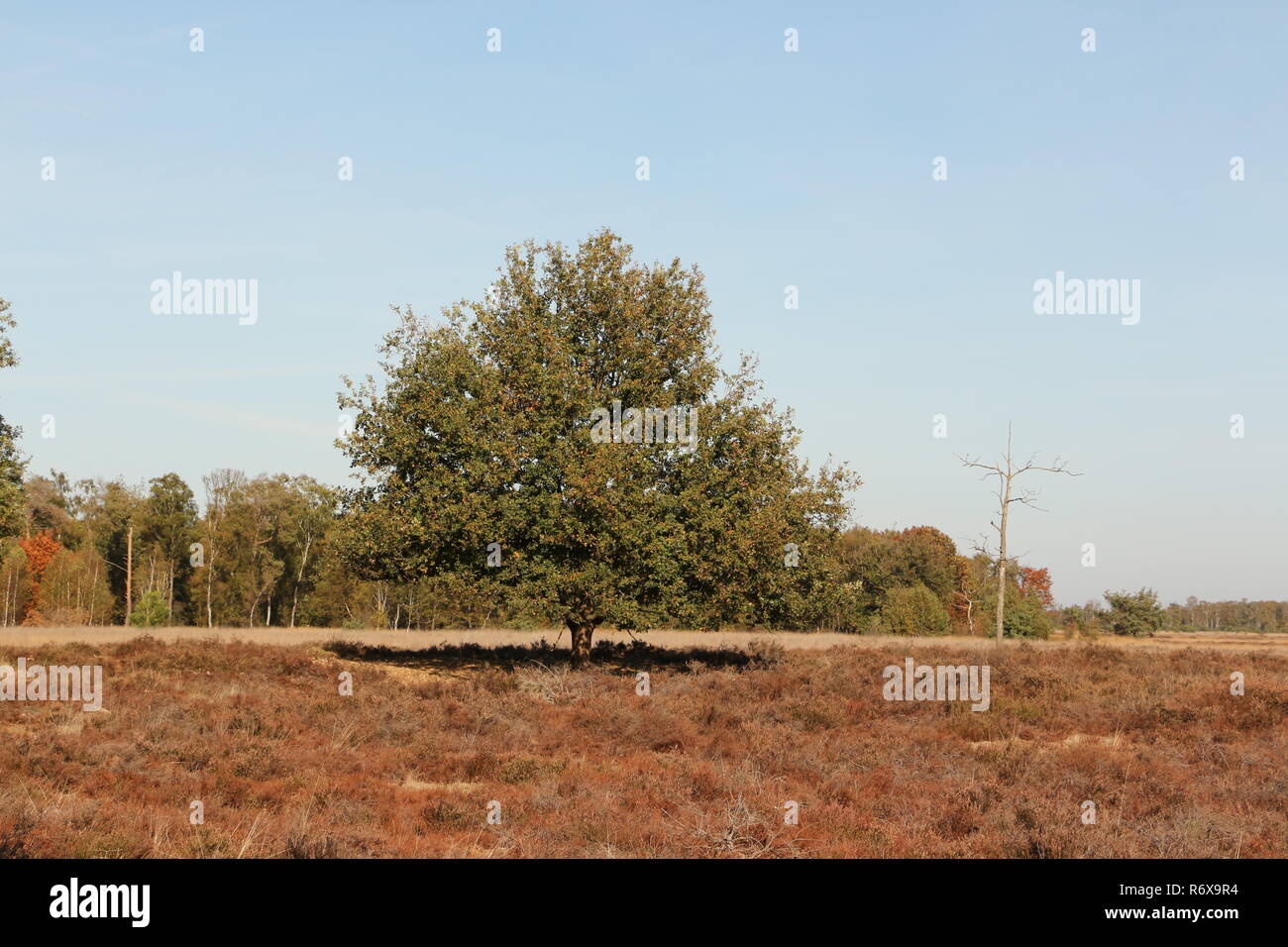 Strabrechtse heide hi-res stock photography and images - Alamy
