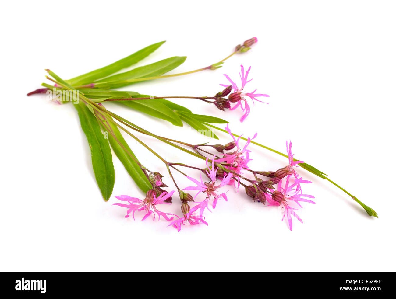 Ragged white butterfly Cut Out Stock Images & Pictures - Alamy