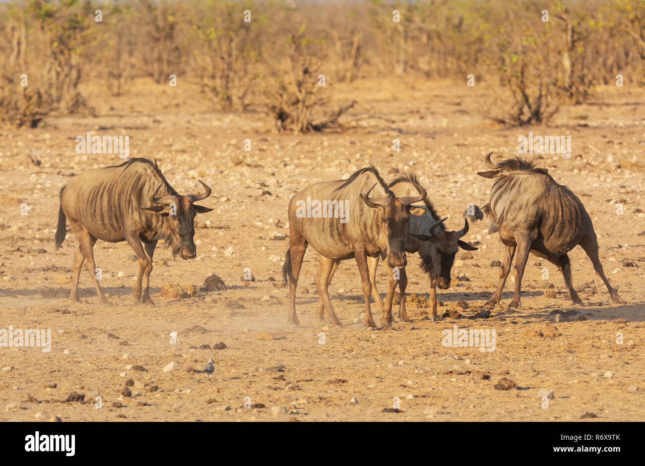 A group of Blue Wildebeest in Southern African savanna Stock Photo - Alamy