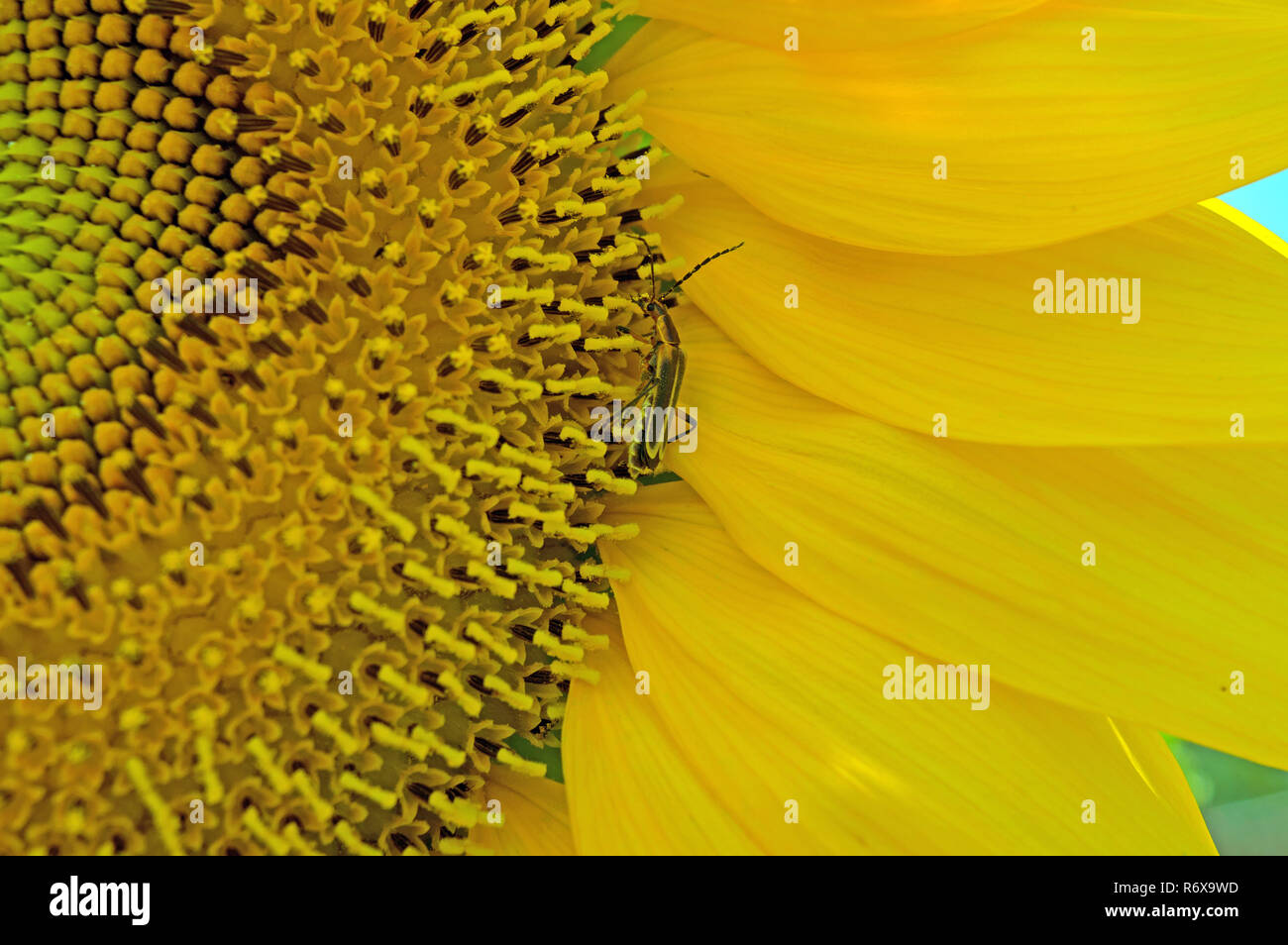 A bug crawls on the newly opened beautiful yellow sunflower Stock Photo ...