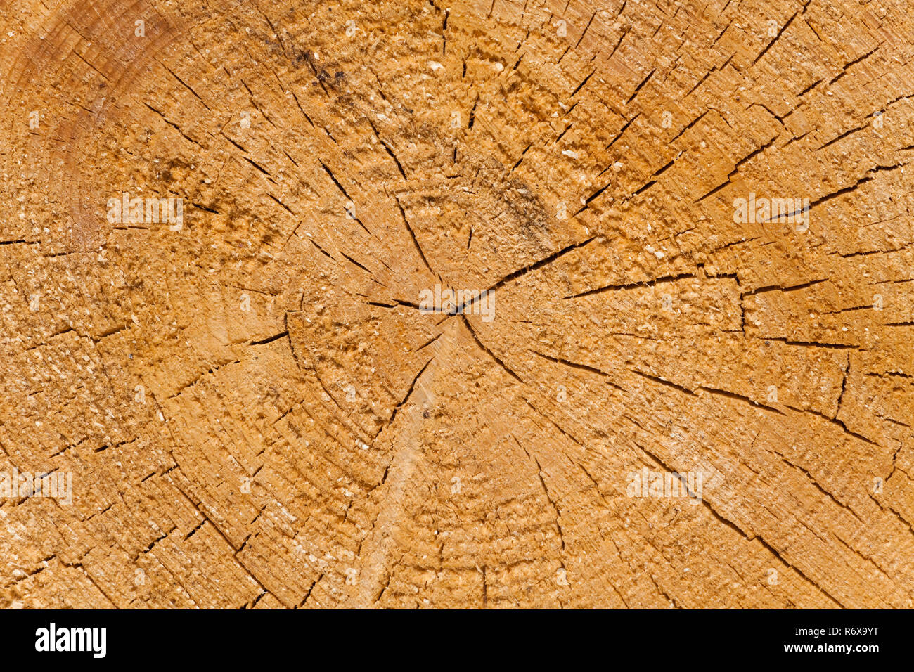 Logs of trees Stock Photo - Alamy